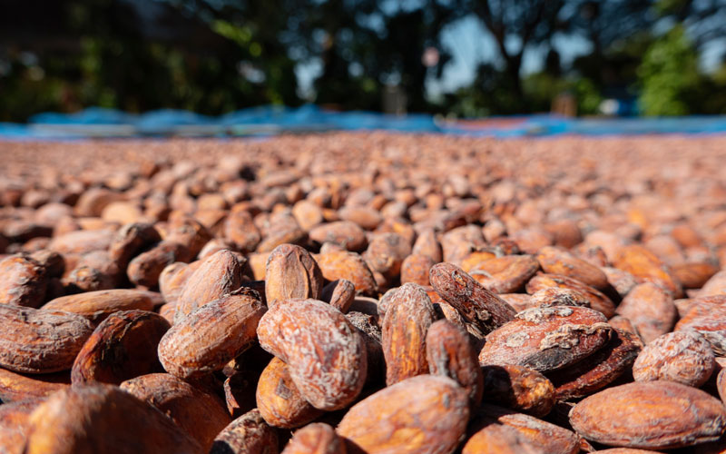 Socola Việt Nam ngon nhất thế giới như thế nào? - Hallelu Chocolate ...